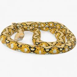 python snake 3d 【 STLFinder