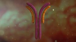 immune system model | Page 1 | STLFinder