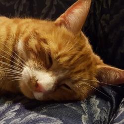 amazing cat toys 3D Models | Page 1 | STLFinder