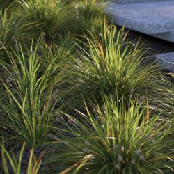variegated japanese sedge 3D Models | Page 1 | STLFinder