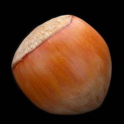 Hazelnut 3D Models | Page 1 | STLFinder