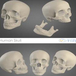 high resolution human skull 3D Models | Page 1 | STLFinder