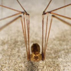 pholcus 3D Models | Page 1 | STLFinder