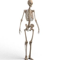 realistic skeleton 3D Models | Page 1 | STLFinder