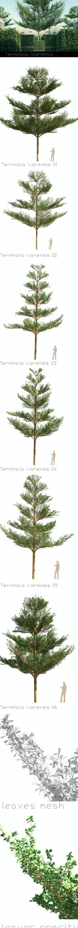 6 terminalia ivorensis tree 3D Models | Page 1 | STLFinder