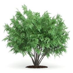 amur maple 3D Models | Page 1 | STLFinder
