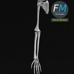 bones arm anatomy 3D Models | Page 1 | STLFinder