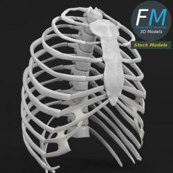 female rib cage anatomy 3D Models | Page 1 | STLFinder