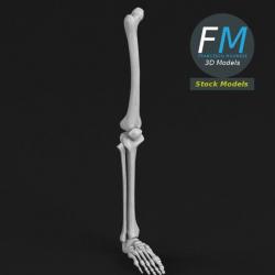anatomy of leg and foot 3D Models | Page 1 | STLFinder