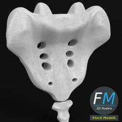 sacrum and coccyx 3D Models | Page 1 | STLFinder