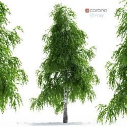 Birch Tree obj 3D Models | Page 1 | STLFinder