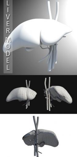 liver model school project | Page 1 | STLFinder