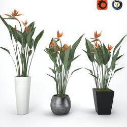 strelitzia dwg 3D Models | Page 1 | STLFinder