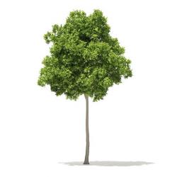 elm model | Page 1 | STLFinder