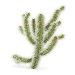 cholla jumping cactus gif 3D Models | Page 1 | STLFinder