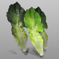 Lettuce leaf 3D Models | Page 1 | STLFinder