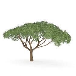 tree camel thorn 3D Models | Page 1 | STLFinder