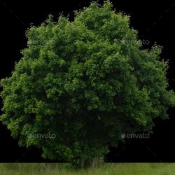 png trees for revit 2d 3D Models | Page 1 | STLFinder