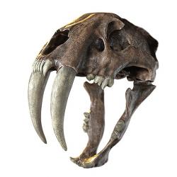 saber tooth skull 3D Models | Page 1 | STLFinder