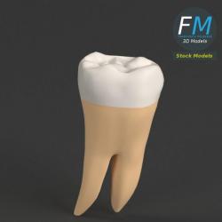 Human First Molar 3d models 【 STLFinder