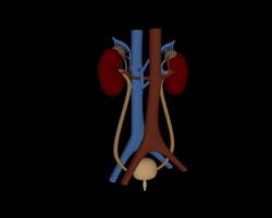 urinary system 3D Models | Page 1 | STLFinder