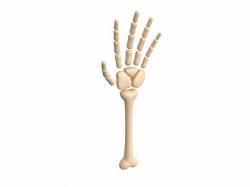 arm bone 3D Models | Page 1 | STLFinder