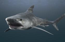 shark rig 3D Models | Page 1 | STLFinder