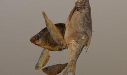 dry fish low poly 3D Models | Page 1 | STLFinder