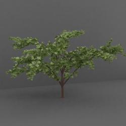 acacia tree 3d model | Page 1 | STLFinder