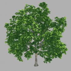 lime tree 3d models | Page 1 | STLFinder