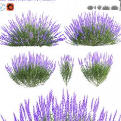 lavender lavandula 3D Models | Page 1 | STLFinder