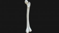 anatomy femur and printables 3D Models | Page 1 | STLFinder