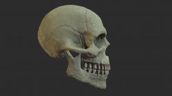 cranium human 3D Models | Page 1 | STLFinder