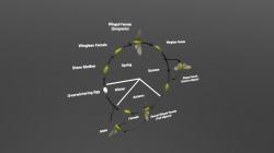 aphid anatomy 3D Models | Page 1 | STLFinder