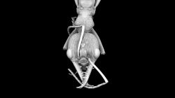 ant simulation 3d myrmecia | Page 1 | STLFinder