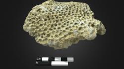 theme by romow web directory lower carboniferous period 3D Models ...