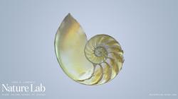 captured female chambered nautilus carrying eggs 120 170 3D Models ...