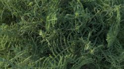 moss models | Page 1 | STLFinder