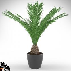 cycas 3D Models | Page 1 | STLFinder