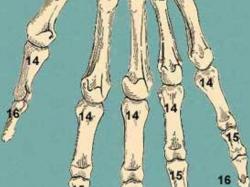 human thumb 3D Models | Page 1 | STLFinder