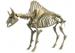 buffalo skeleton 3D Models | Page 1 | STLFinder