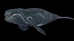 ballena 3d | Page 1 | STLFinder
