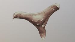 diatoms 3D Models | Page 1 | STLFinder