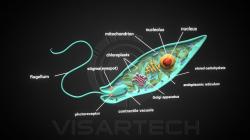 protist euglena 3d models 【 STLFinder