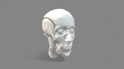 facial muscle structure 3D Models | Page 1 | STLFinder