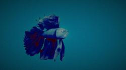 fighter fish png free download 3D Models | Page 1 | STLFinder
