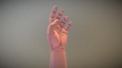 right hand reference 3d models 【 STLFinder