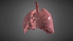 lung animation 3D Models | Page 1 | STLFinder