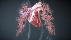 blood circulation system with animated heart 3D Models | Page 1 | STLFinder