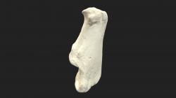 is the calcaneus a short bone 3d models 【 STLFinder